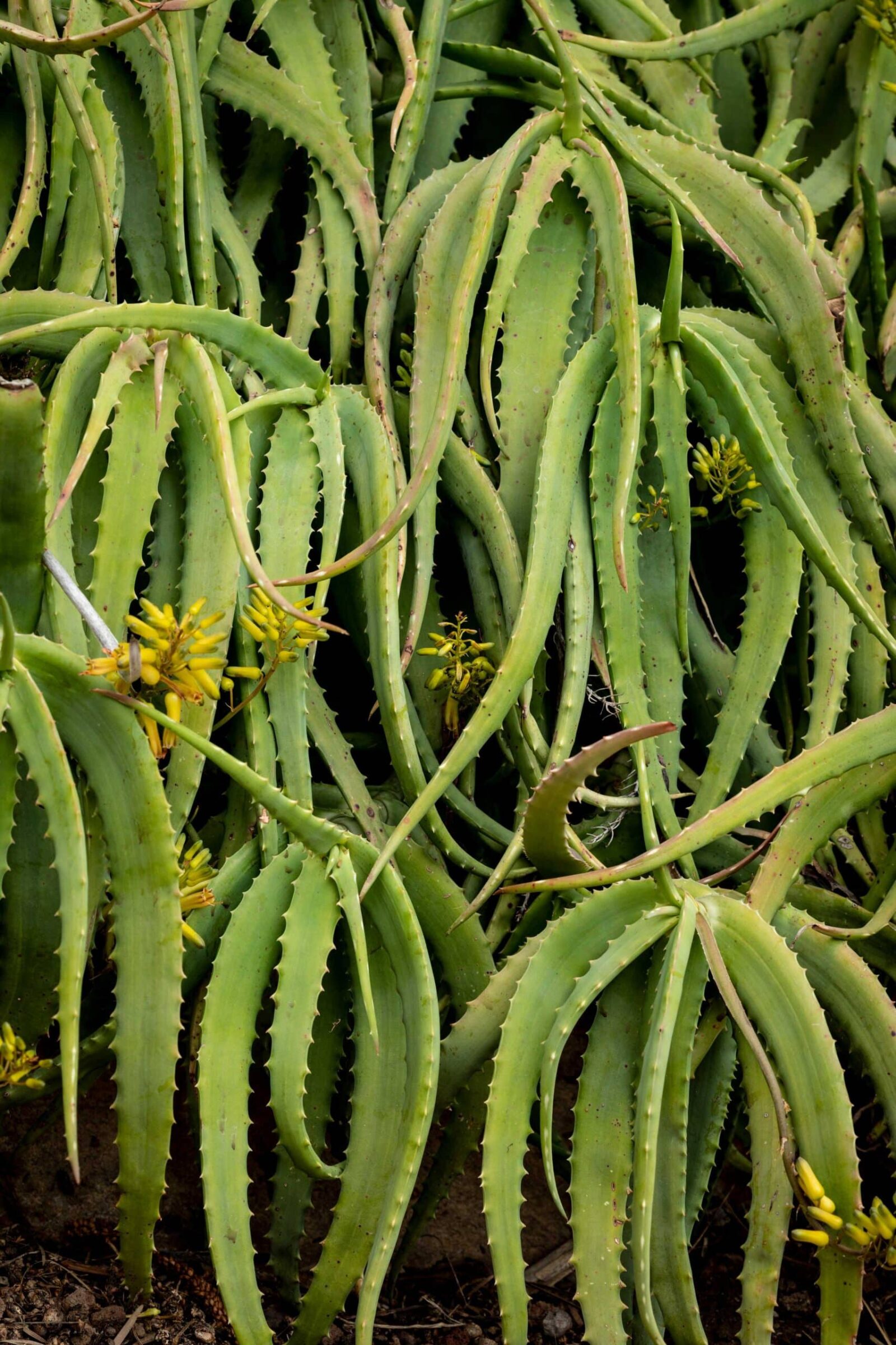 Aloe Garden — Ganna Walska Lotusland