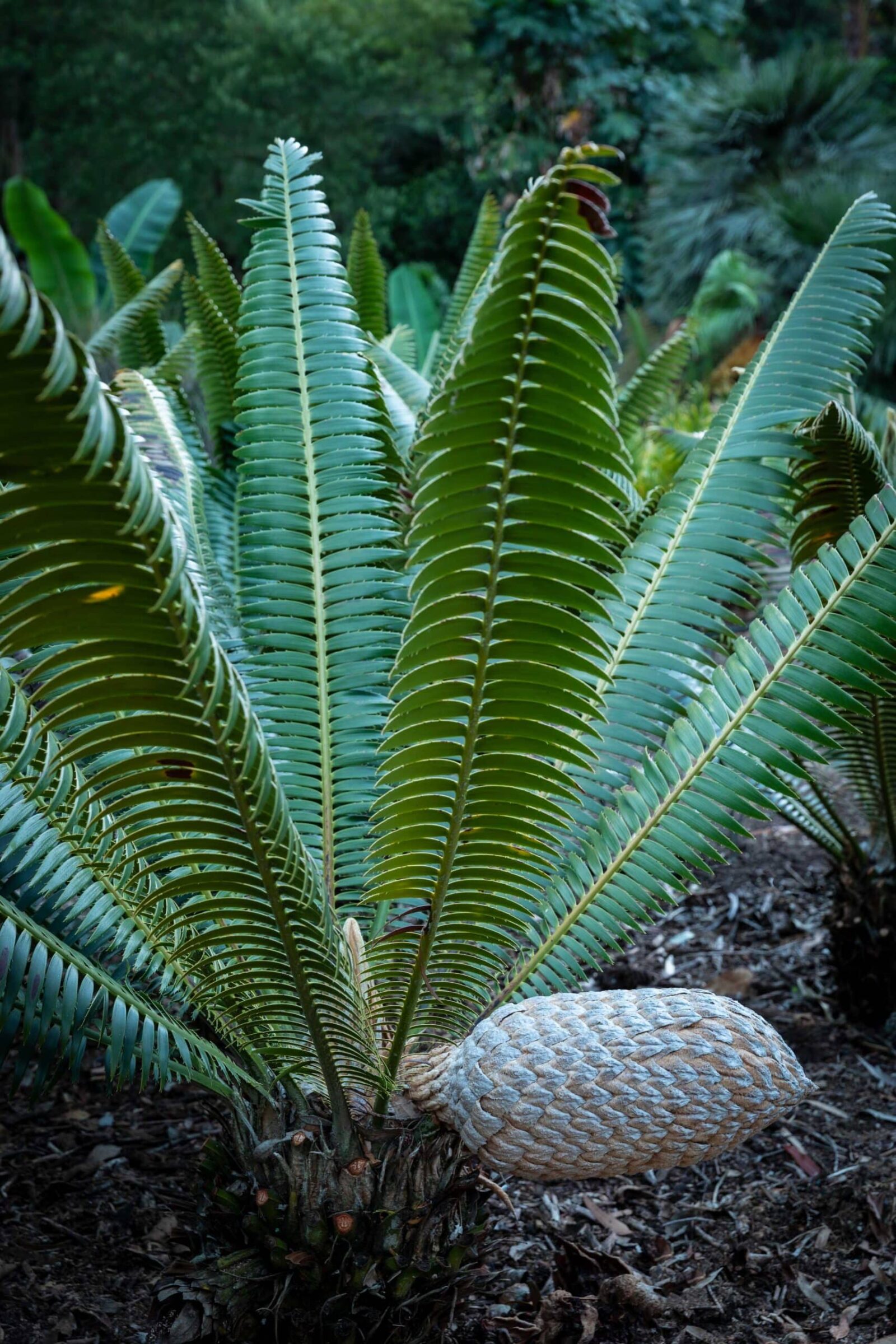 Cycad Garden — Ganna Walska Lotusland