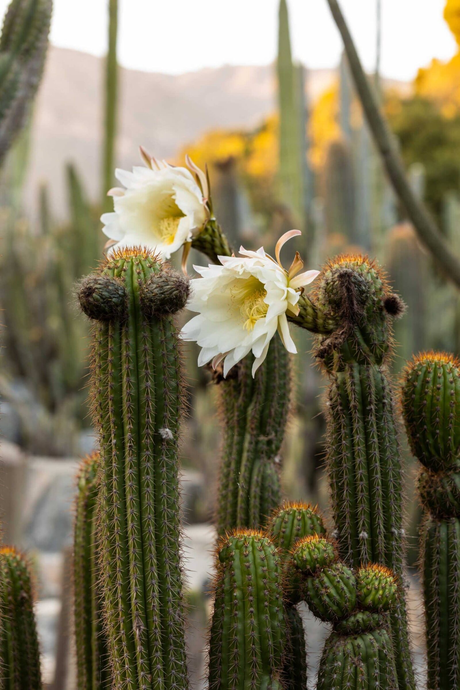Cactus Garden — Ganna Walska Lotusland