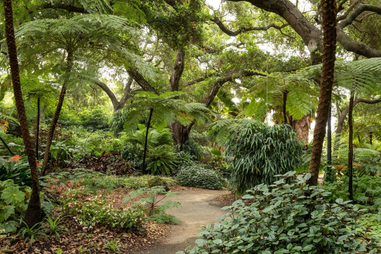 Fern Garden — Ganna Walska Lotusland
