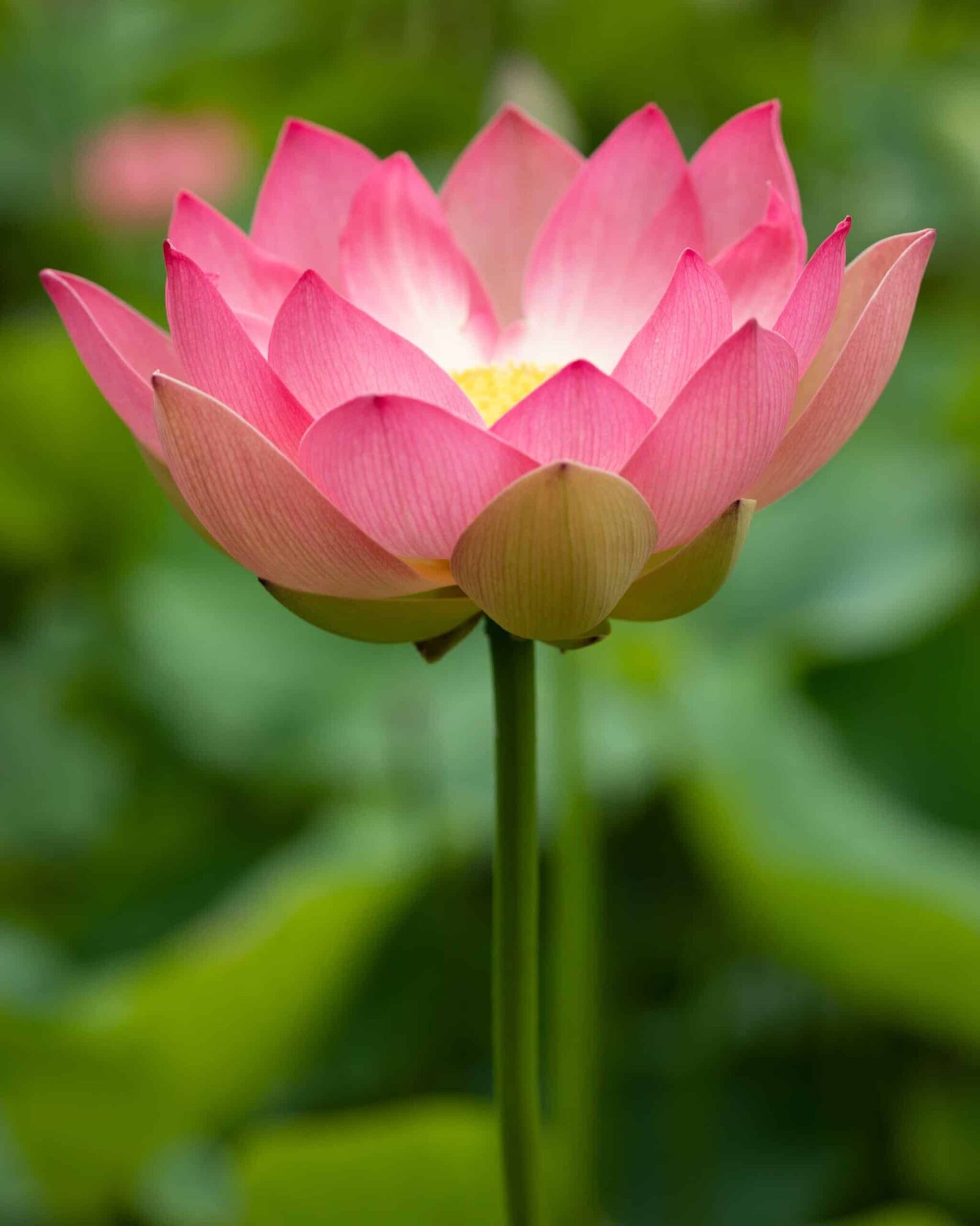 Japanese Garden — Ganna Walska Lotusland